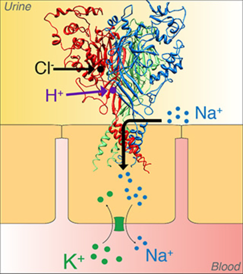 What causes hypertension? | Iowa Now - The University of Iowa