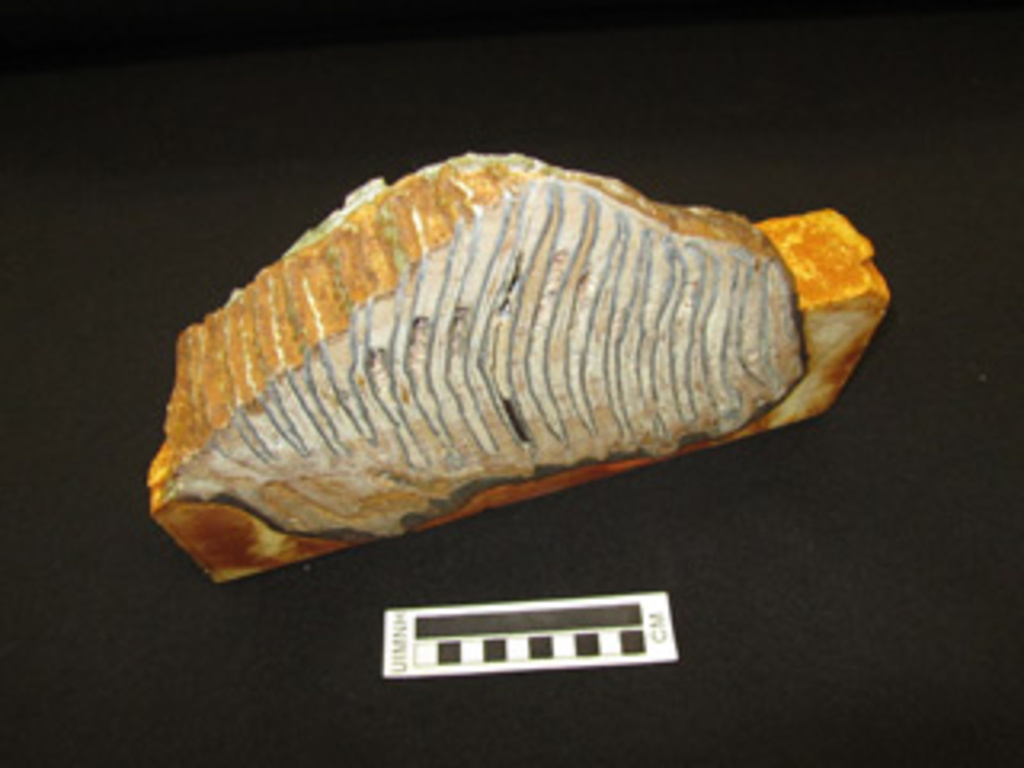 Woolly mammoth found at Iowa site | Iowa Now - The University of Iowa