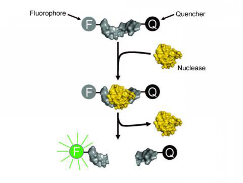 UI researchers find method that could cut staph diagnosis from 2 days ...