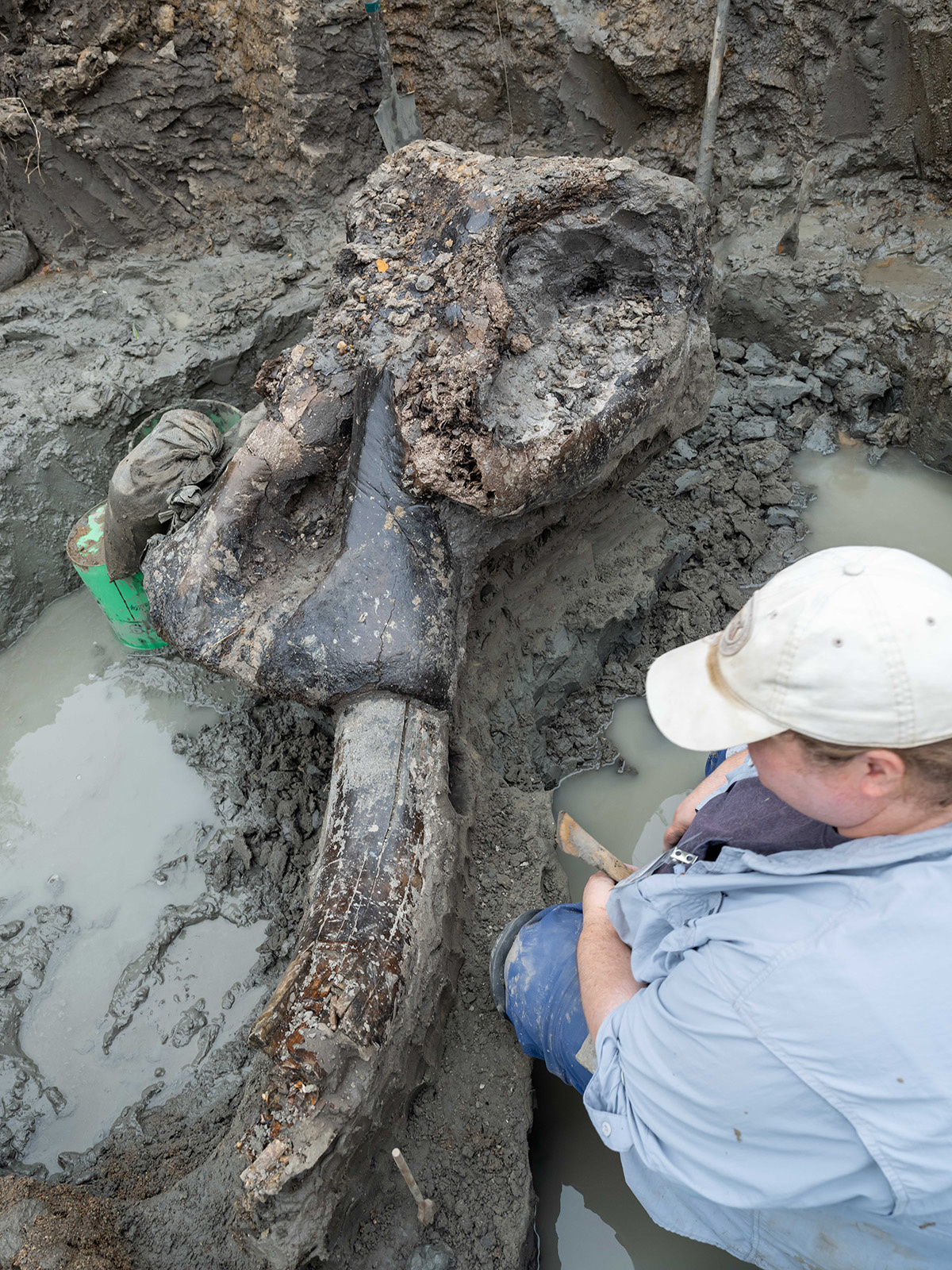 Unearthing mastodon bones in southern Iowa | Iowa Now - The University ...