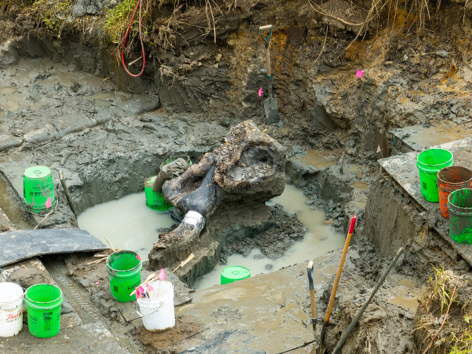 Unearthing mastodon bones in southern Iowa | Iowa Now - The University ...